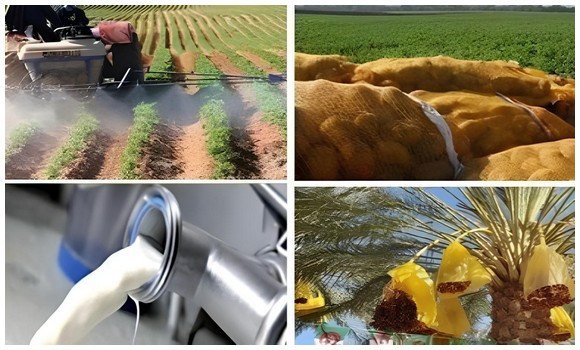 2024: A Fruitful Year for Algeria’s Agricultural Sector - DZWatch