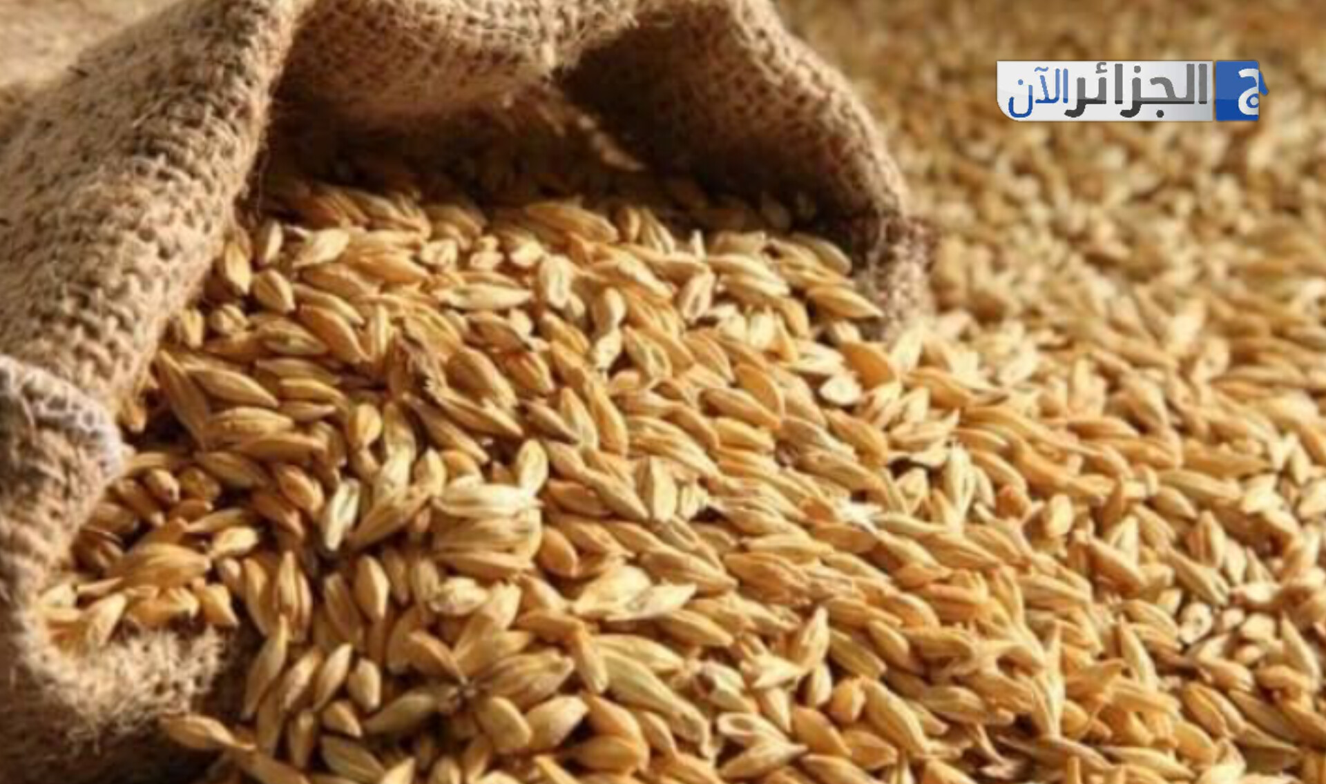Algeria Ranks High in Arab Barley Production - DZWatch