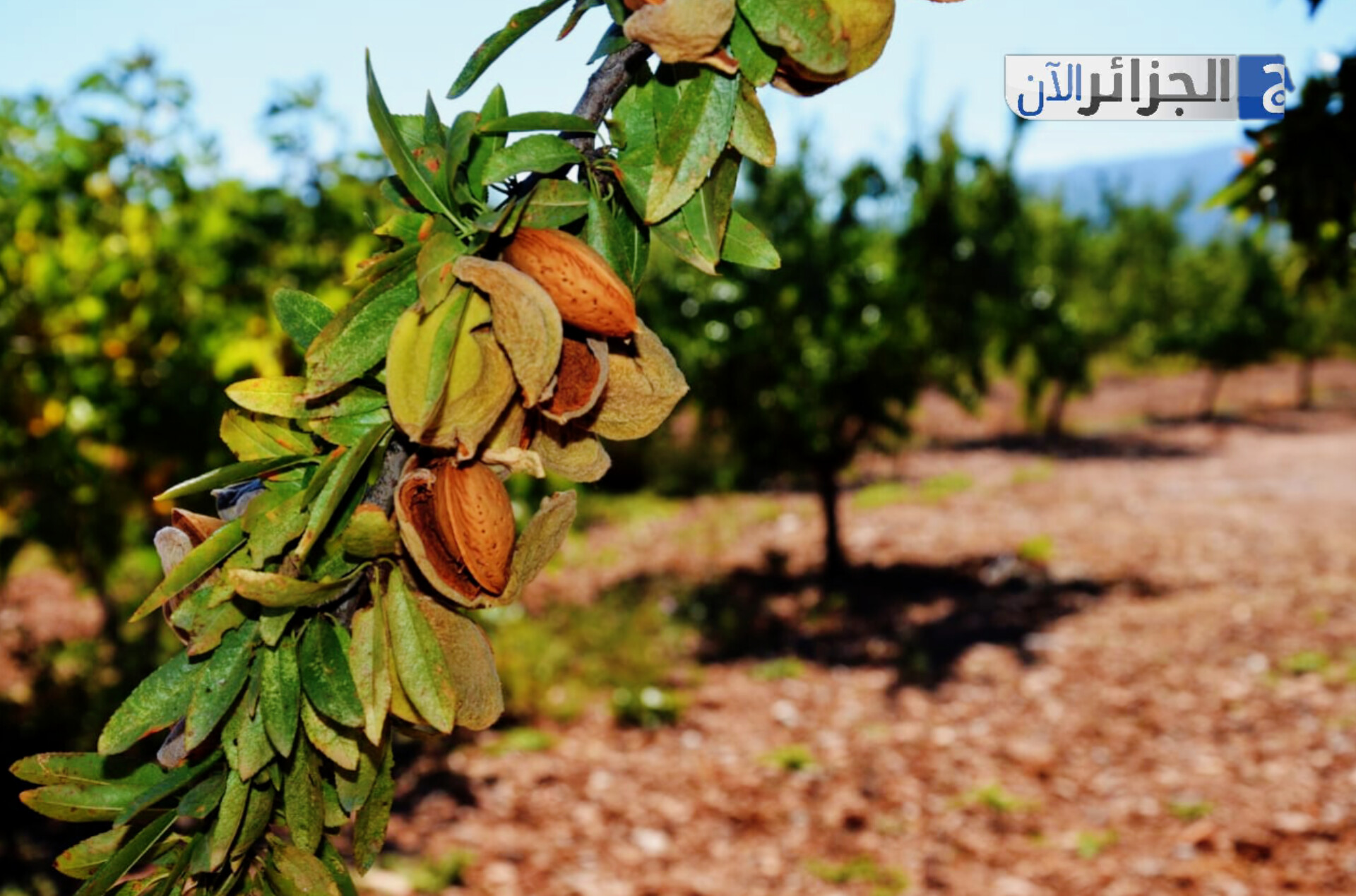 Algeria Emerges as a Major Global Almond Producer - DZWatch